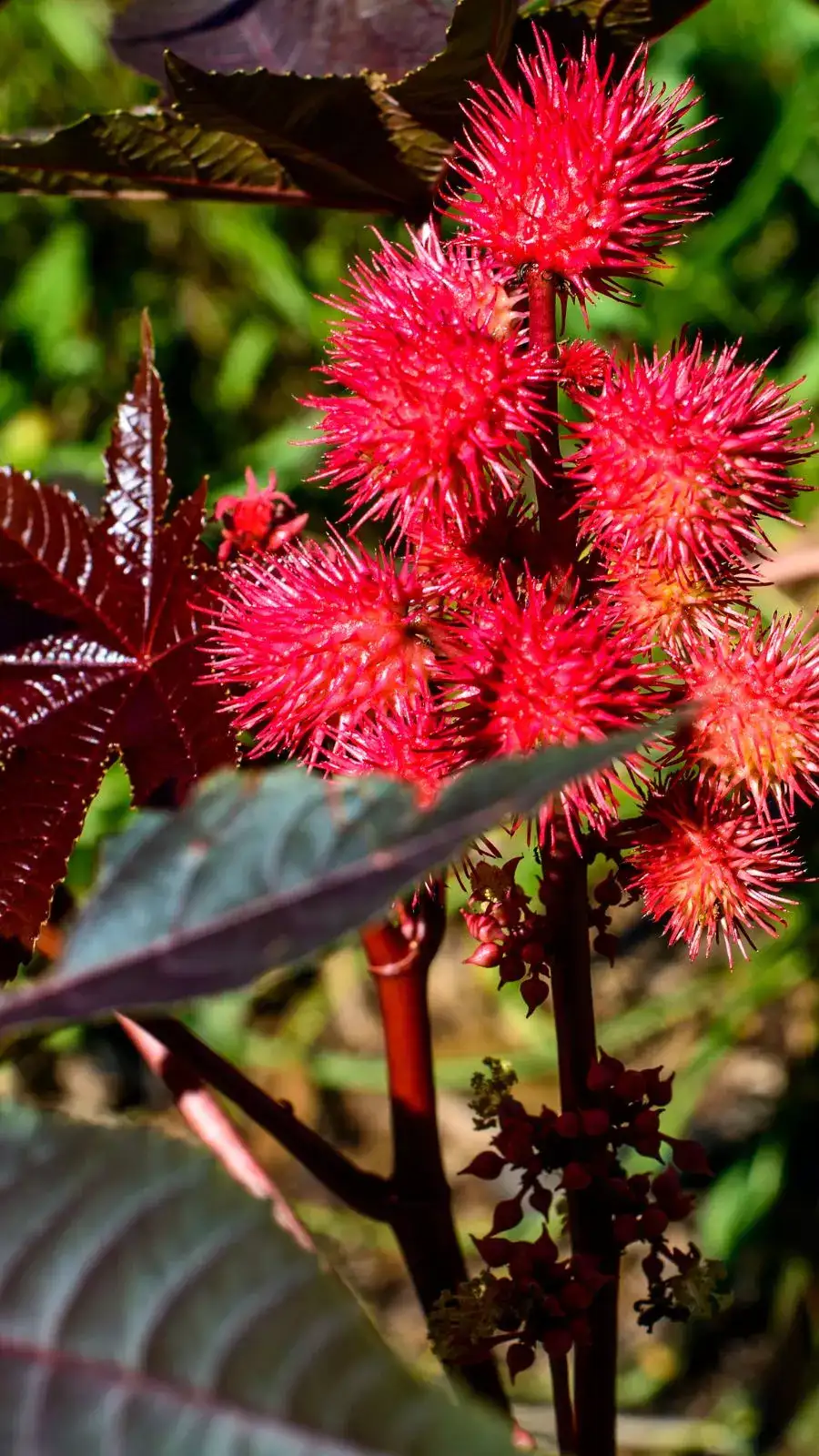 Lethal Plants For Humans Poisonous Plants And Fungi In Britain. Animal