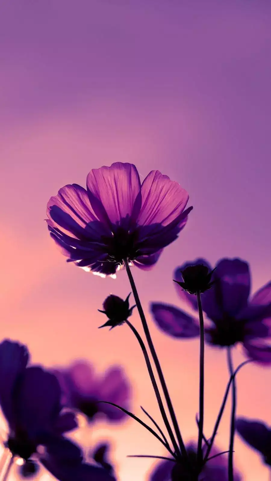 Tumblr Photography Purple