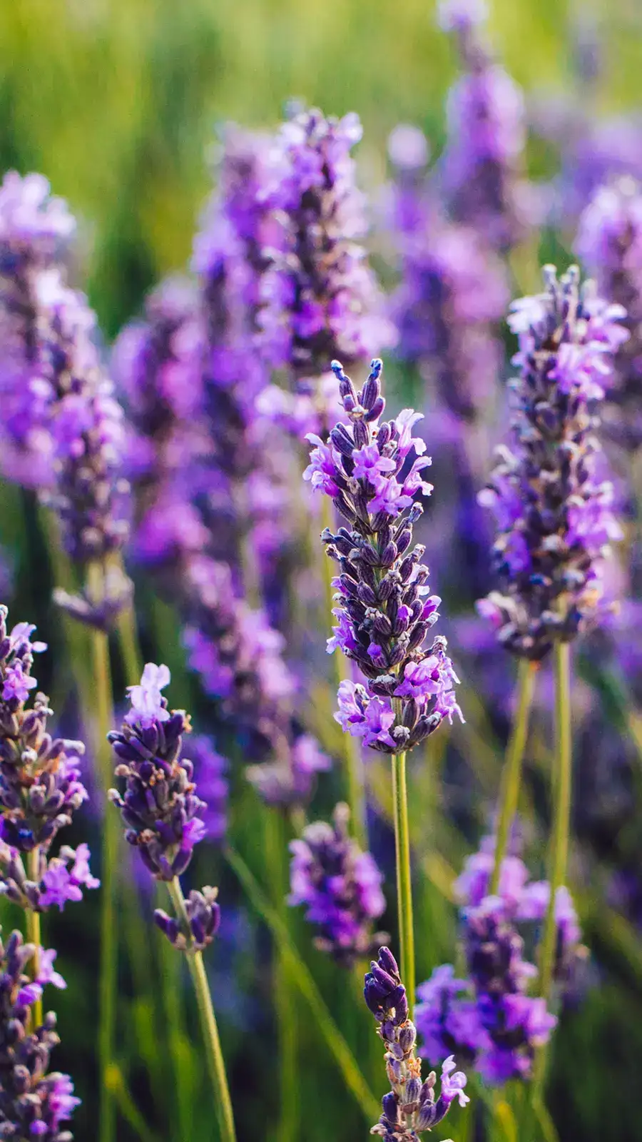 Portugal National Flower Lavender | Best Flower Site
