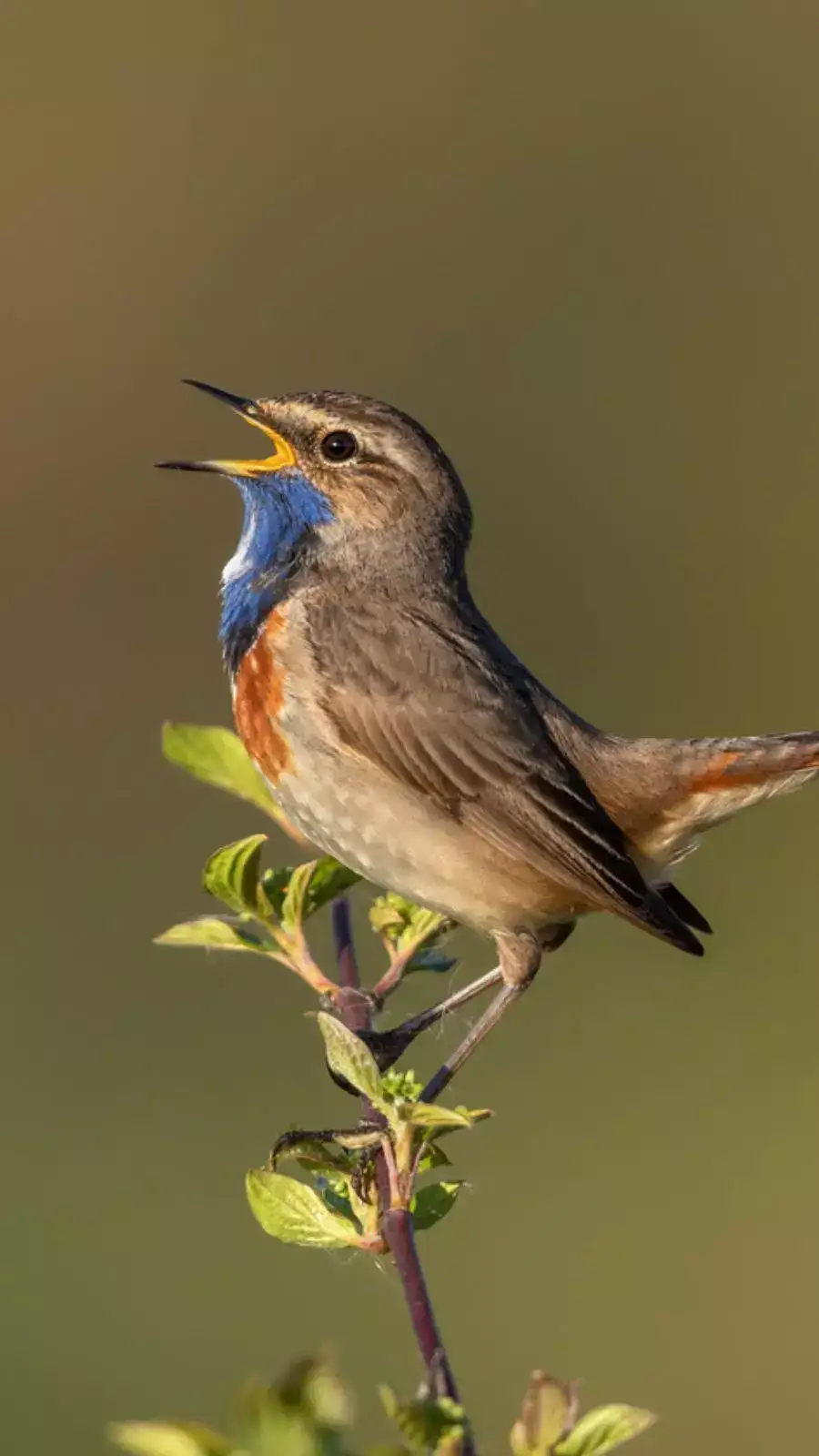 List Of Migratory Birds In India With Pictures - Infoupdate.org