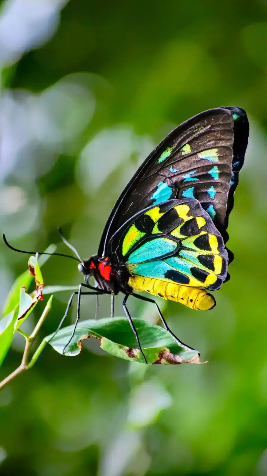 10 Most Beautiful Butterflies 10 Most Beautiful Moths In The World