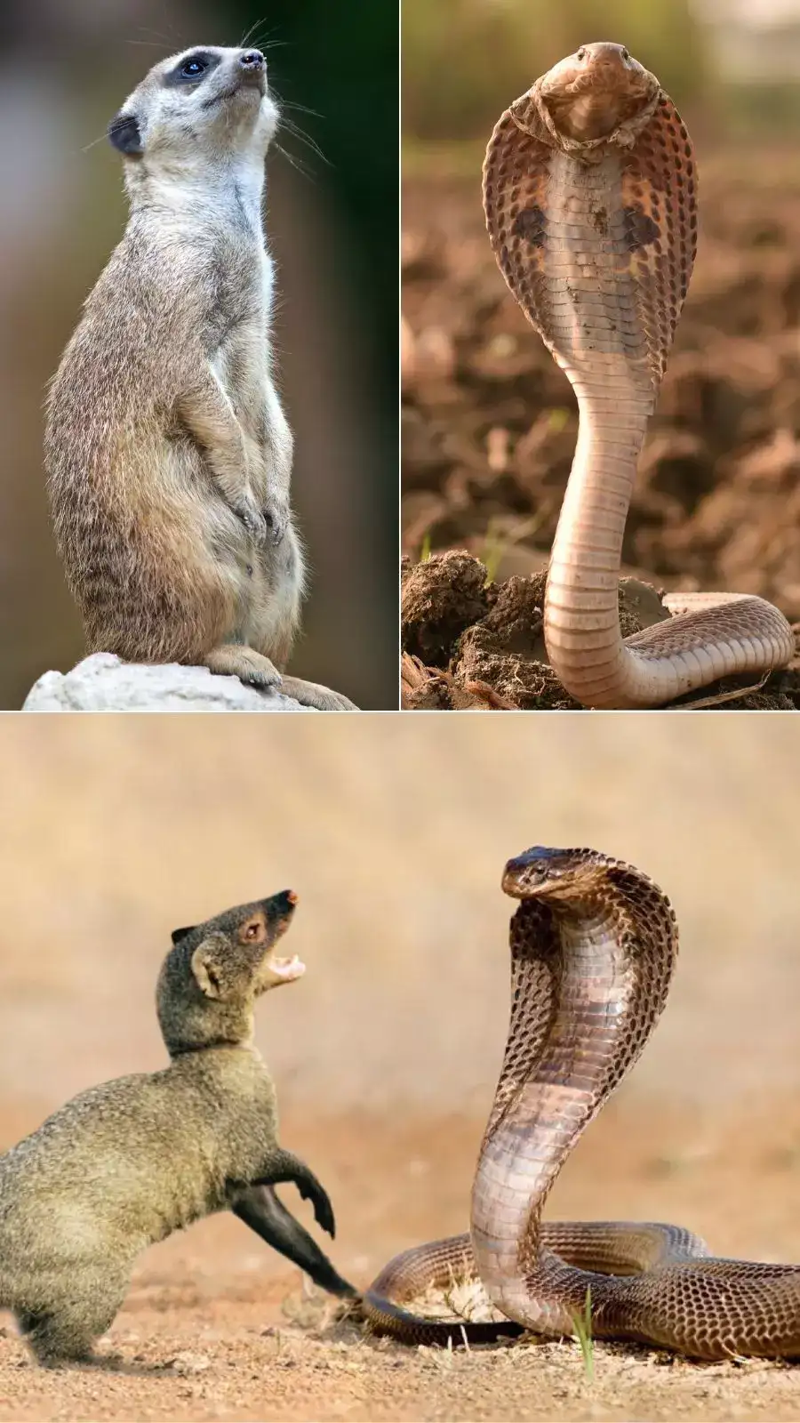 Mongoose Snake Story