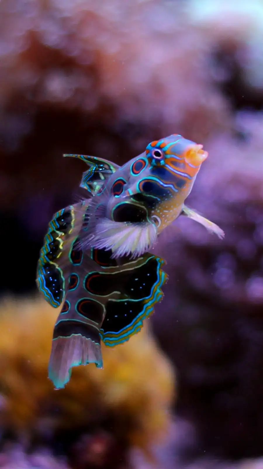 Beautiful Ocean Creatures 8 Most Colourful Fish In The Ocean