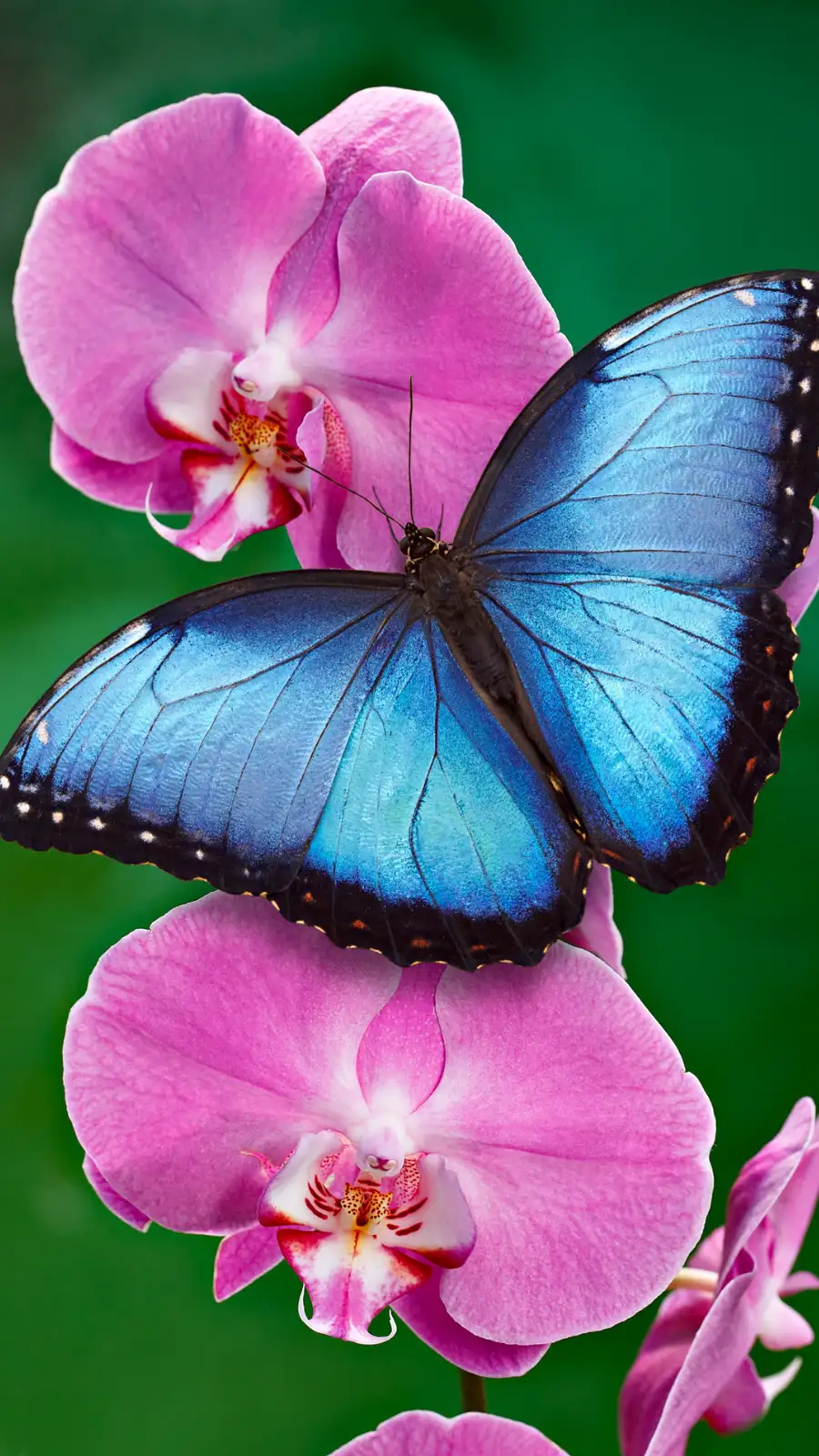 10 Most Beautiful Butterflies In The World