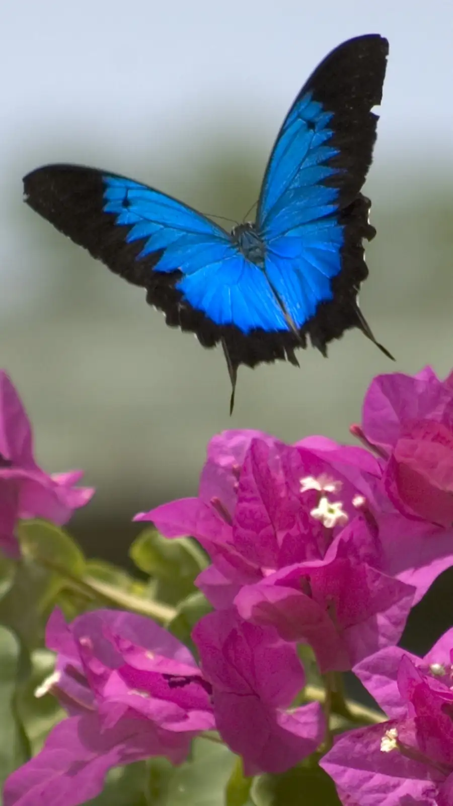 10 Most Beautiful Butterflies In The World