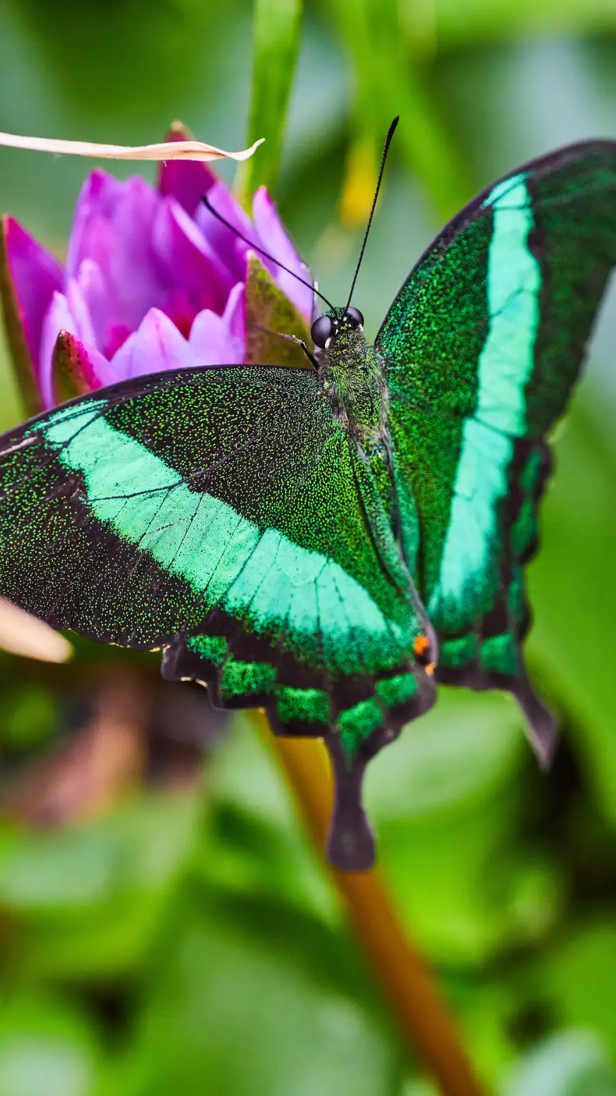 10 Most Beautiful Butterflies In The World