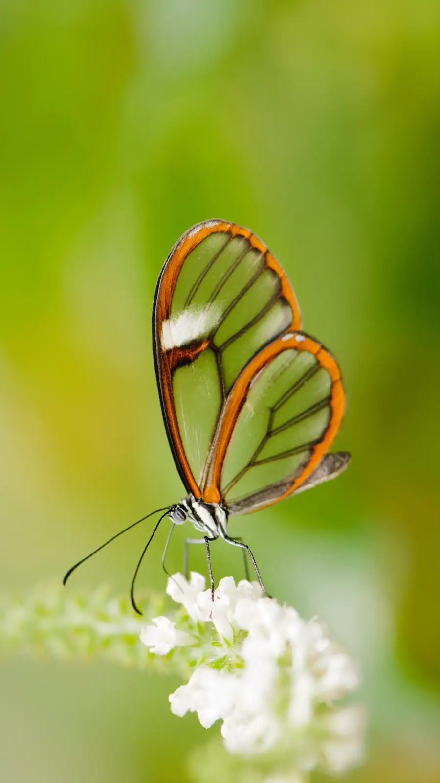 10 Most Beautiful Butterflies In The World