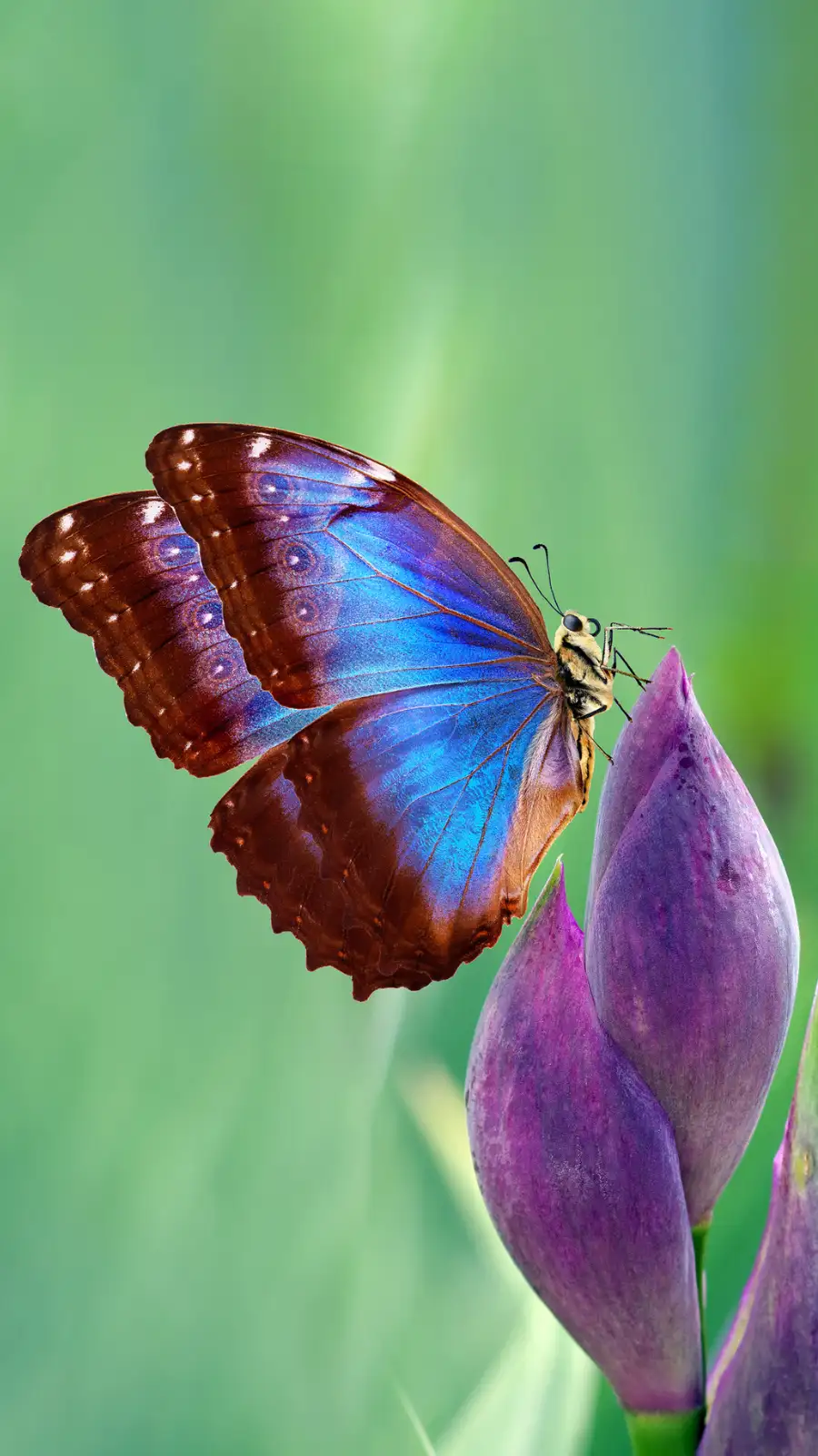 10 Most Beautiful Butterflies In The World
