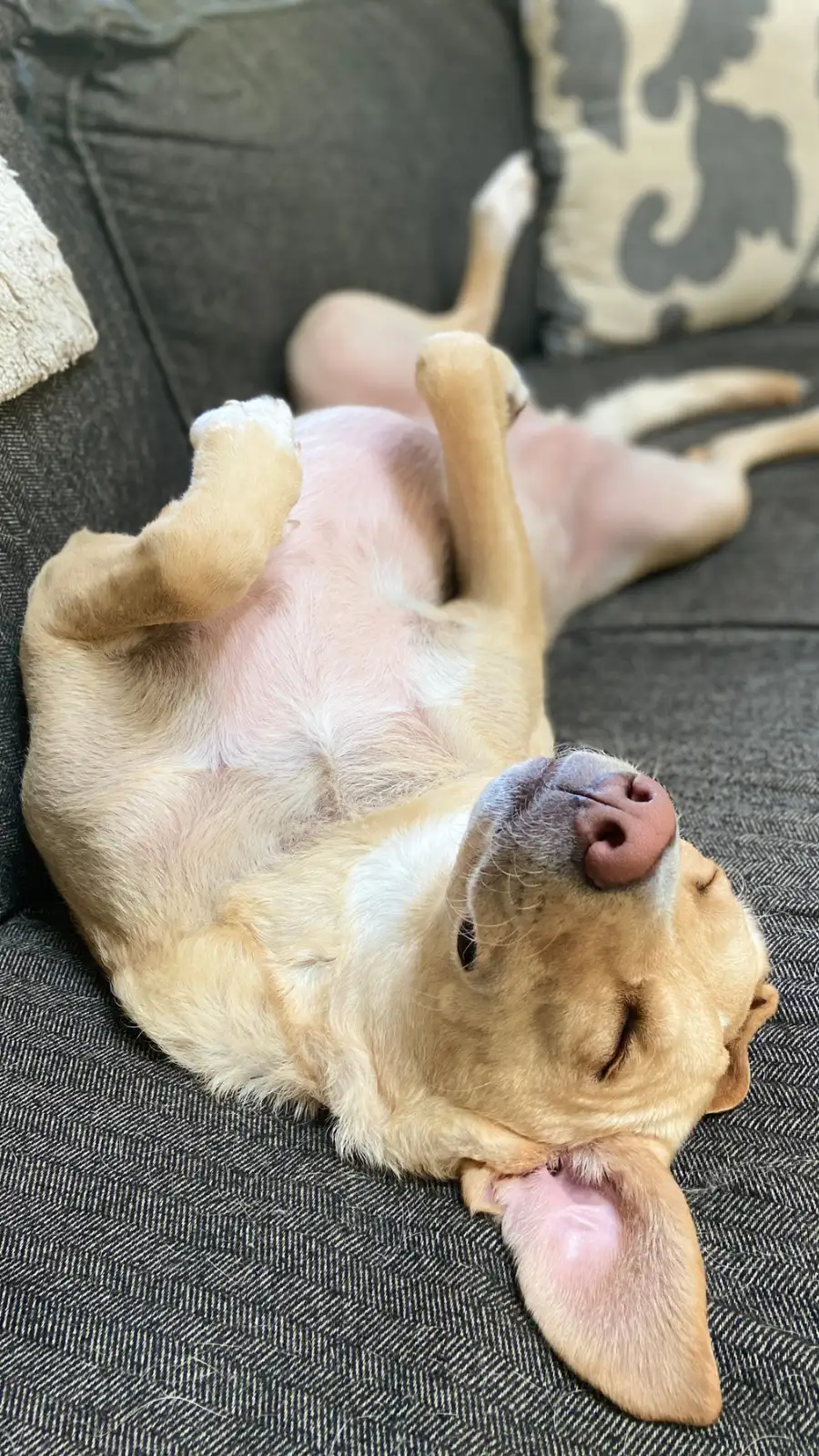 Cute Dog Sleeping Positions