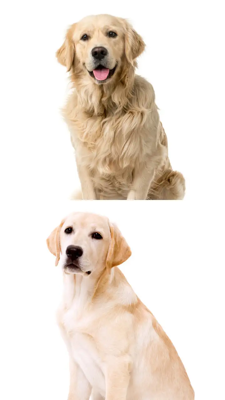 Yellow Lab Vs Golden Retriever Those Who Had And Golden And A