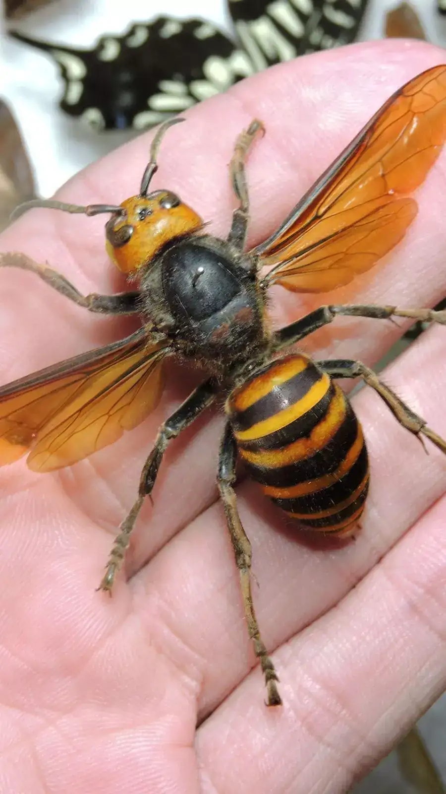 Most Aggressive Bees Did You Know The Difference Between A Bee, A