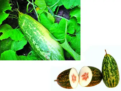 Madras cucumber: Finding the origins of this South Indian vegetable ...