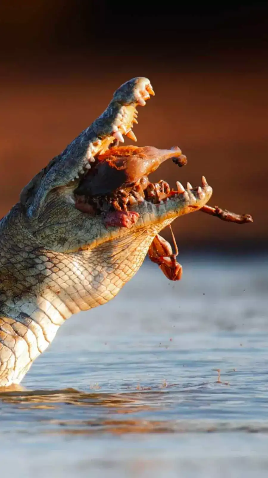 Nile Crocodile Size Comparison Australian Saltwater Crocodile Versus