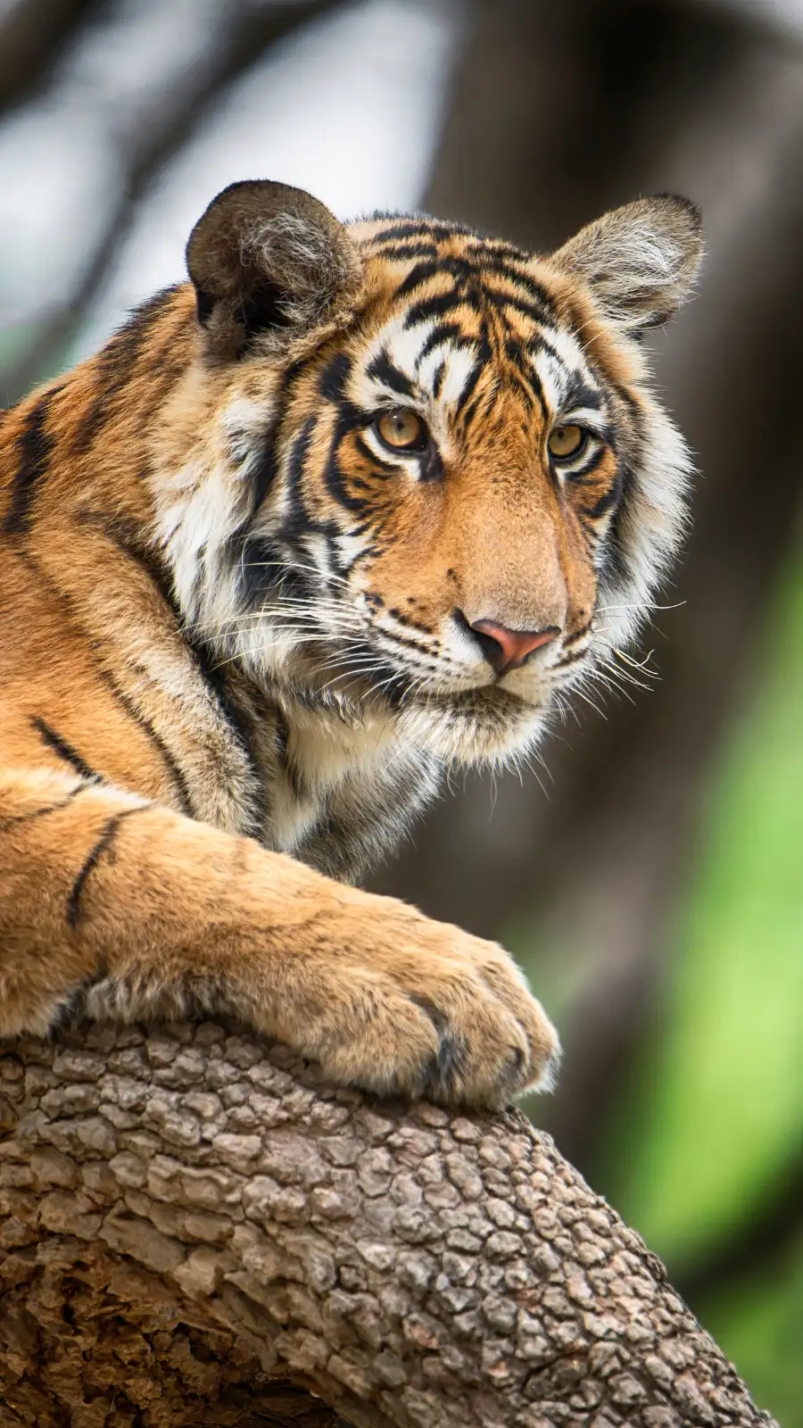 Most Beautiful Endangered Animals 16 Most Endangered Animals In The