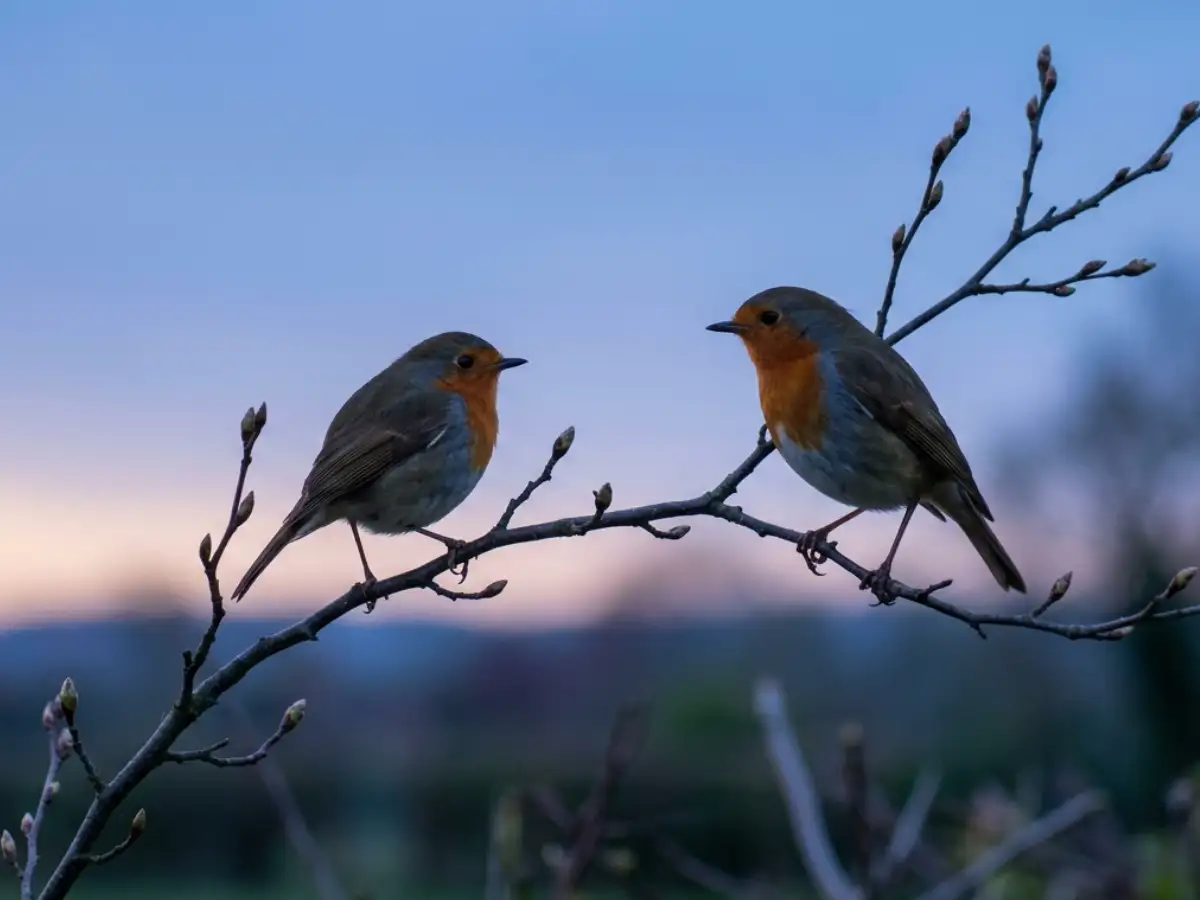 Why do robins start singing before sunrise, and what…