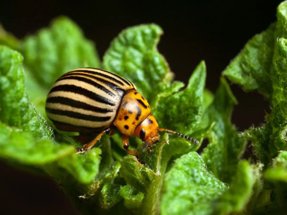 In 1950, amid the Cold War, a tiny beetle from the US…
