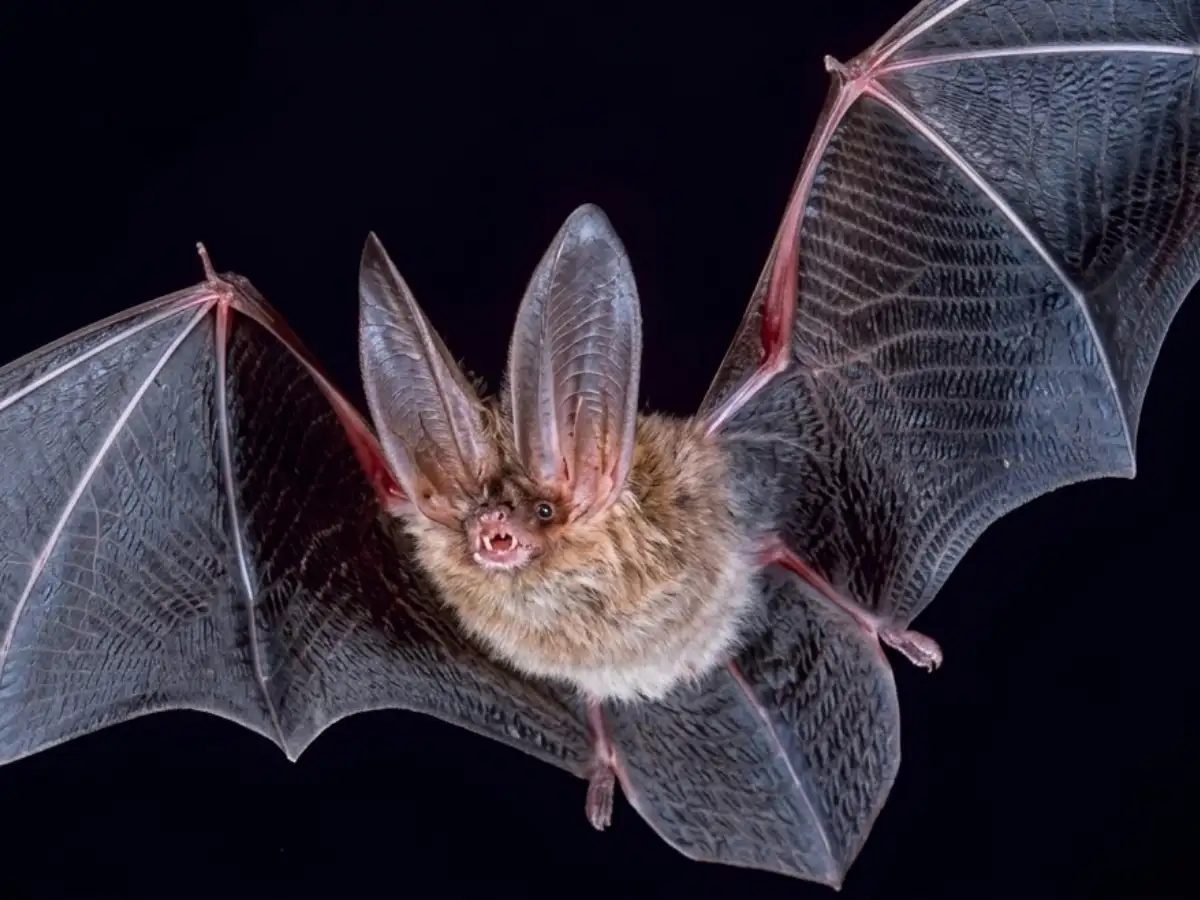 Over 1,500 bat species carry thousands of deadly…