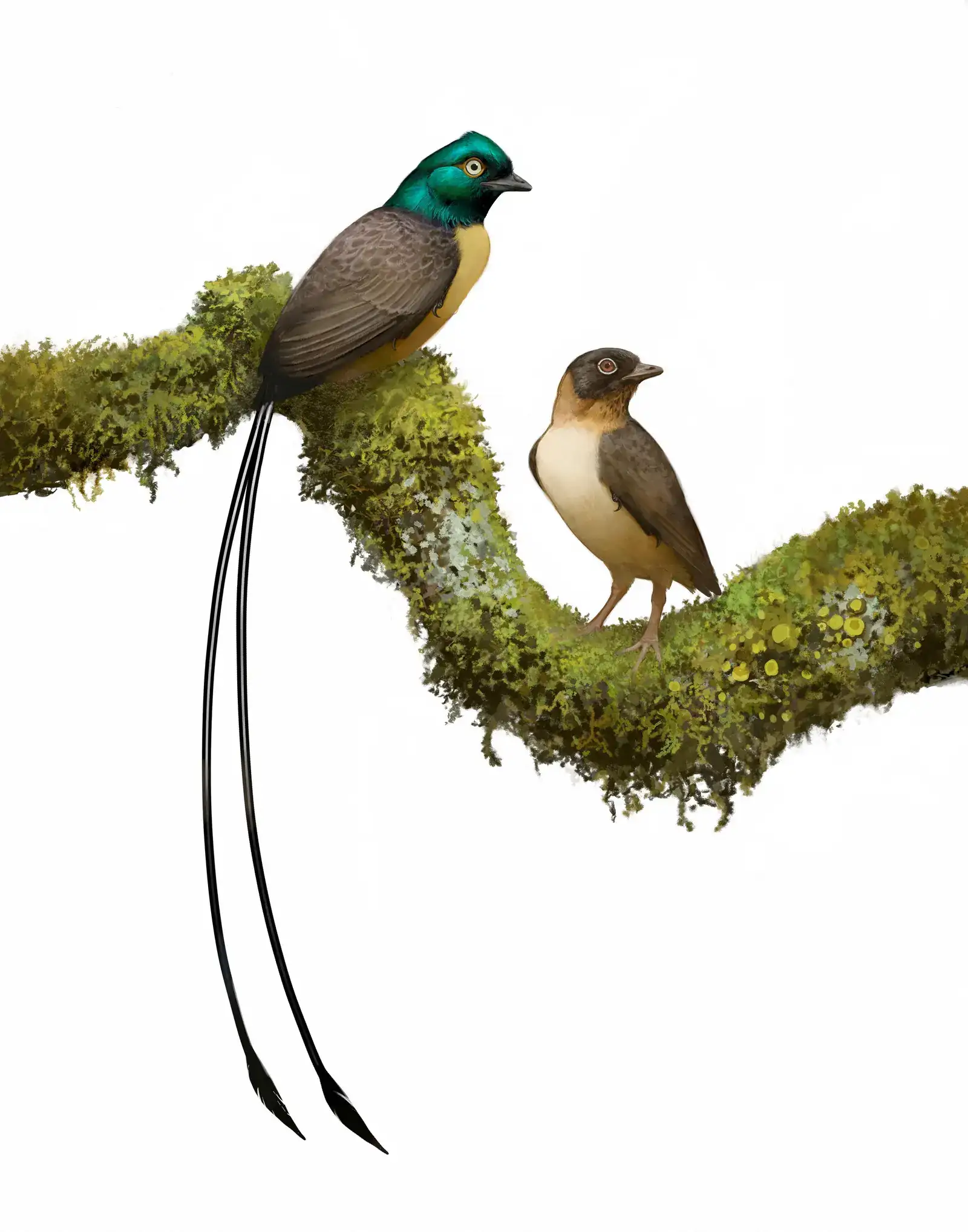 This 121-million-year-old bird had tail feathers twice…