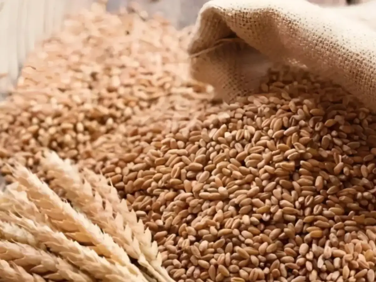 Government's wheat procurement surges 17pc to 35…