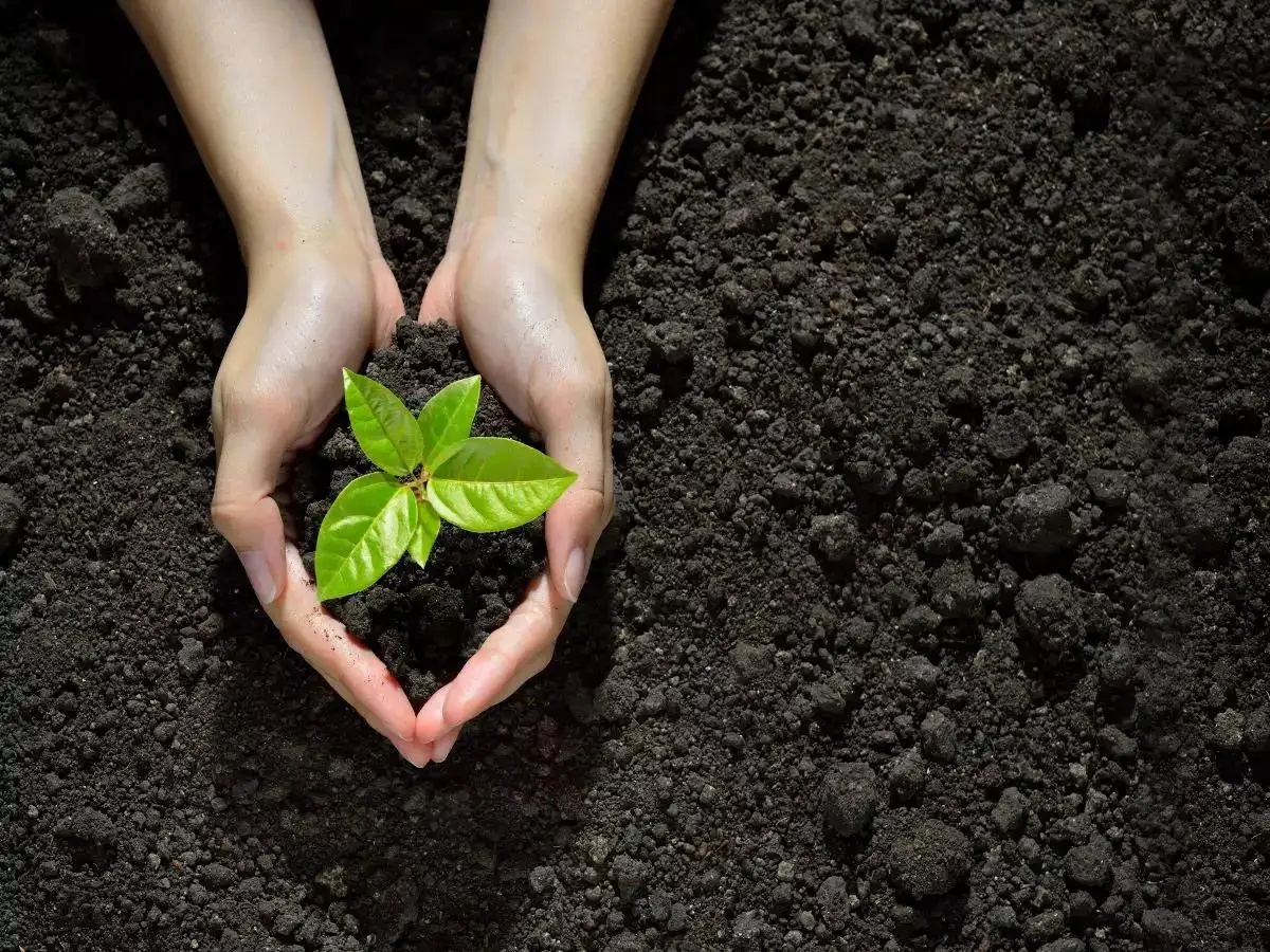 Does planting more trees on farmland actually hurt…