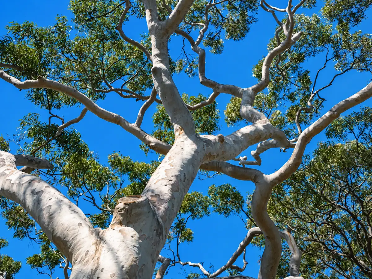 In 1960, Spain planted an invasive tree thinking it…