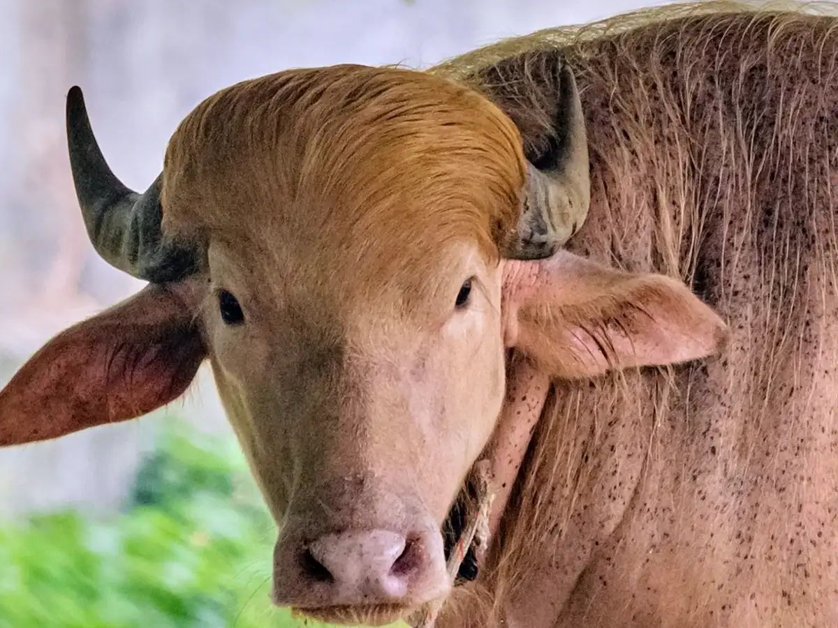 Buffalo named Donald Trump for his golden locks is a…