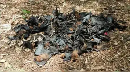 Chhattisgarh mysterious bat deaths spark concern in…