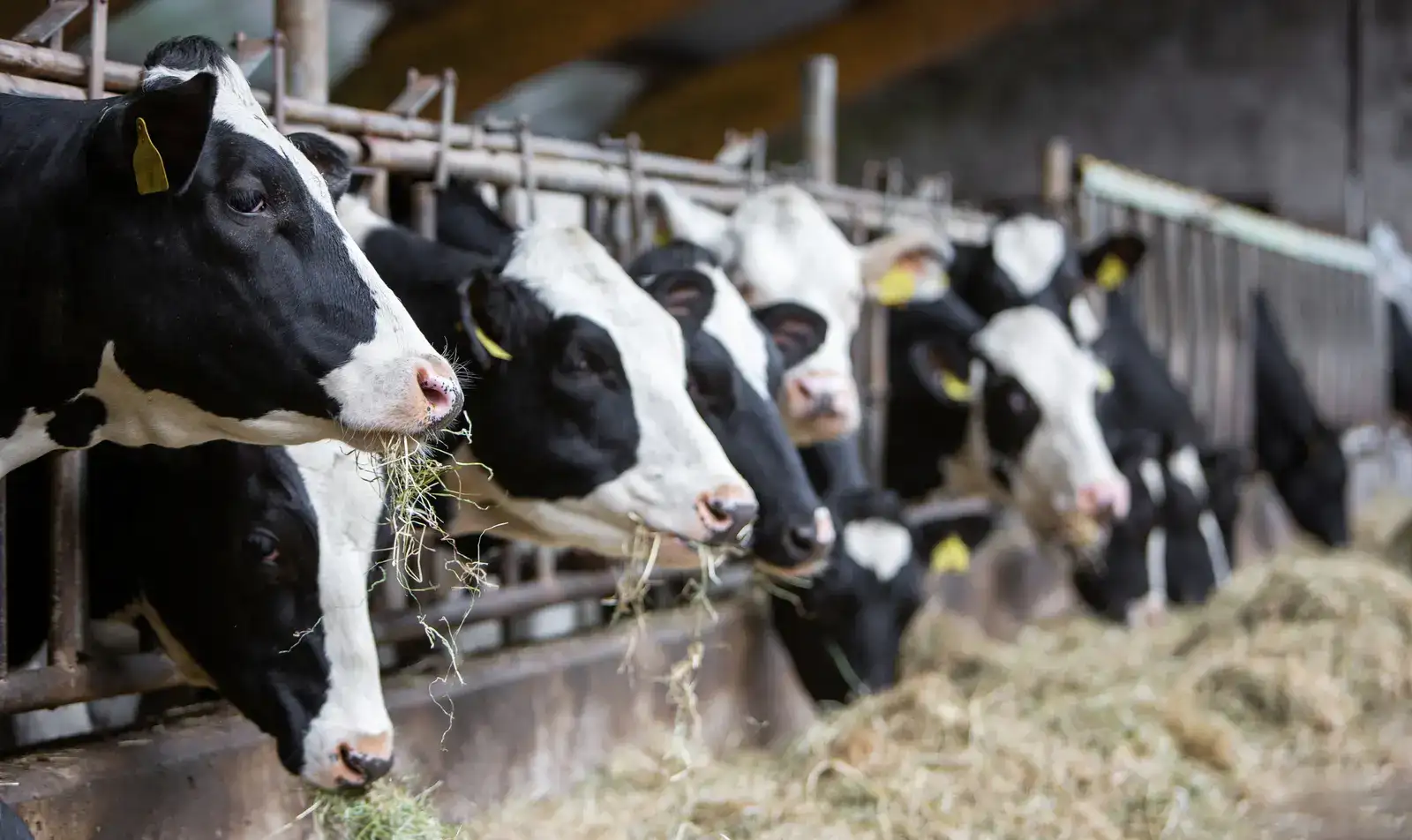 Iran war: Fuel price surge squeezes dairy, poultry…