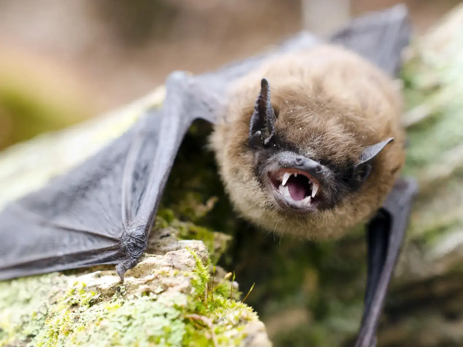 California on high alert after bat tests positive for…