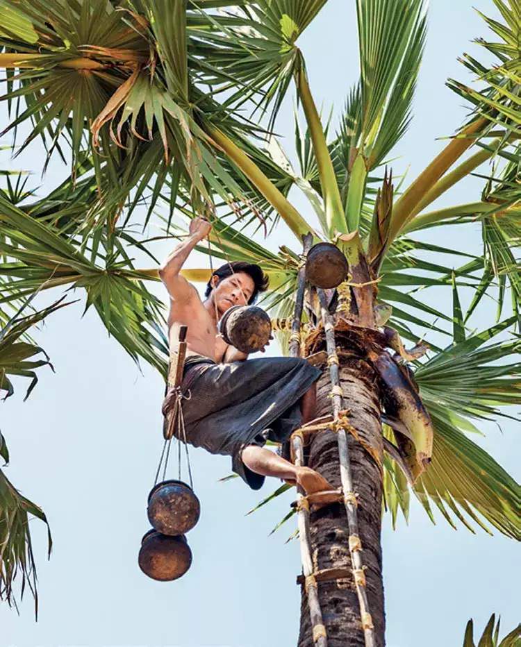 Tracing the many benefits (and busting a few myths) of toddy-tapping of ...