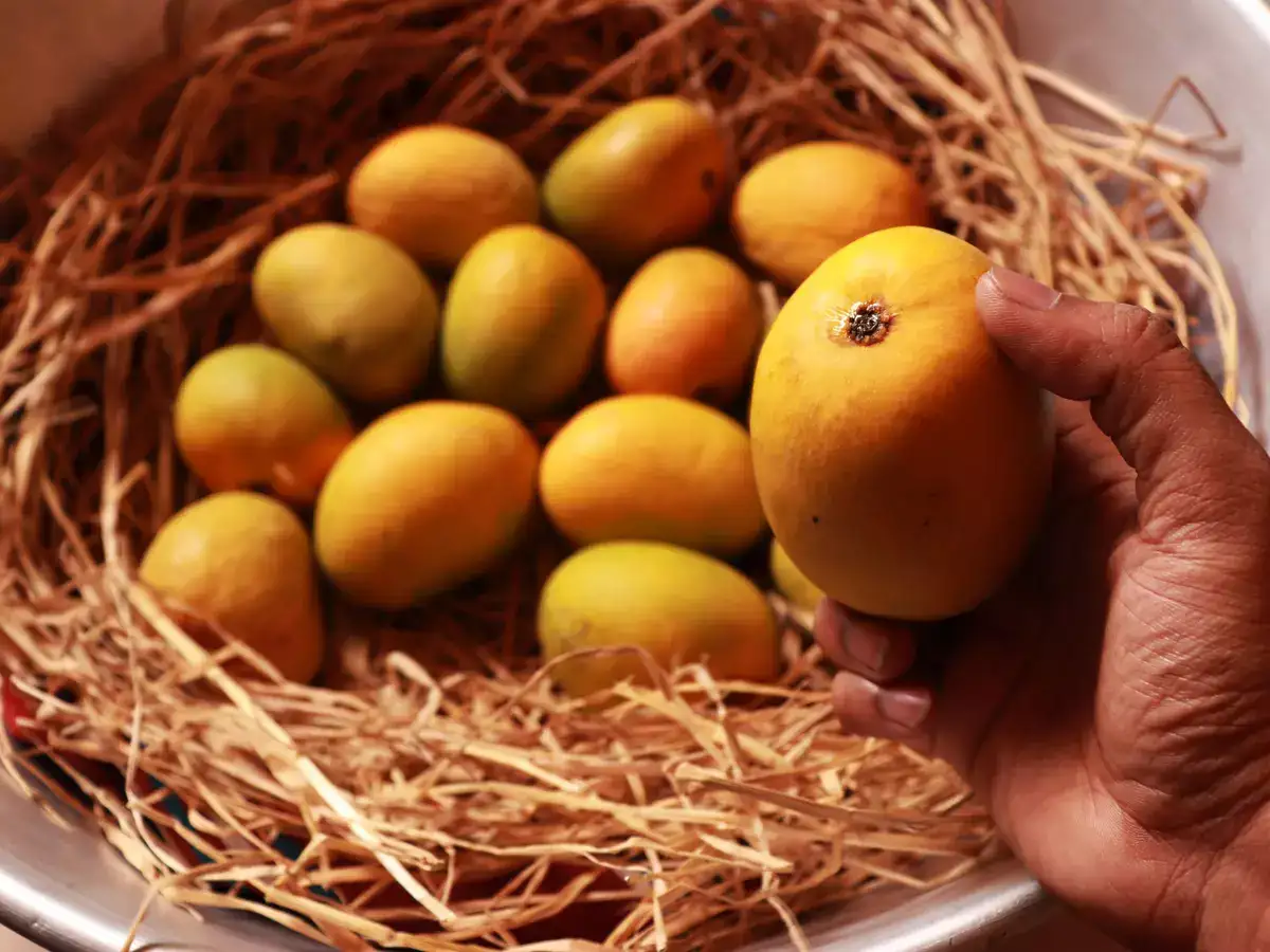 mango varieties: Our obsession with the perfect mango is resulting in ...