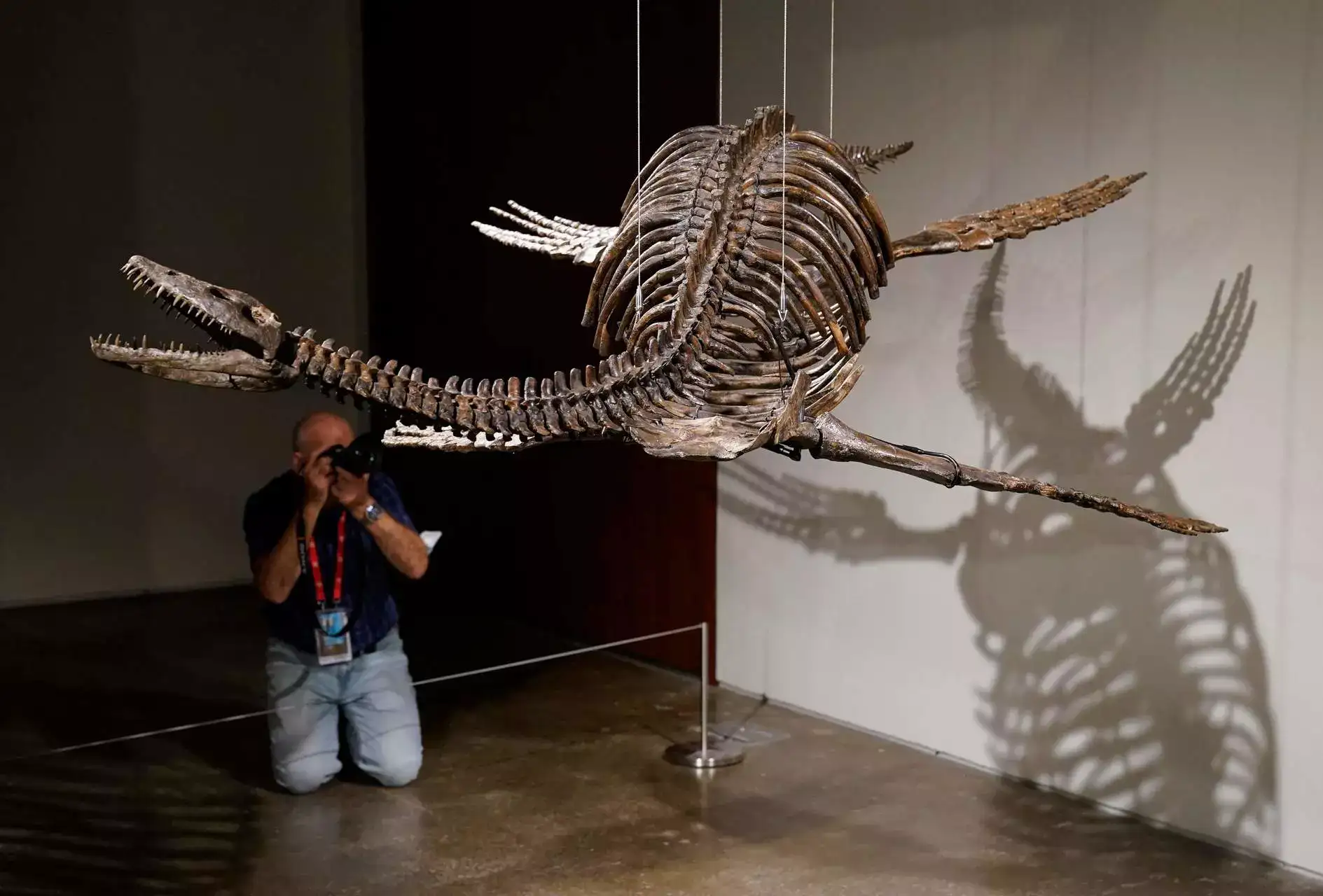 Loch Ness monster-like dinosaur skeletons may fetch $800K at New York ...