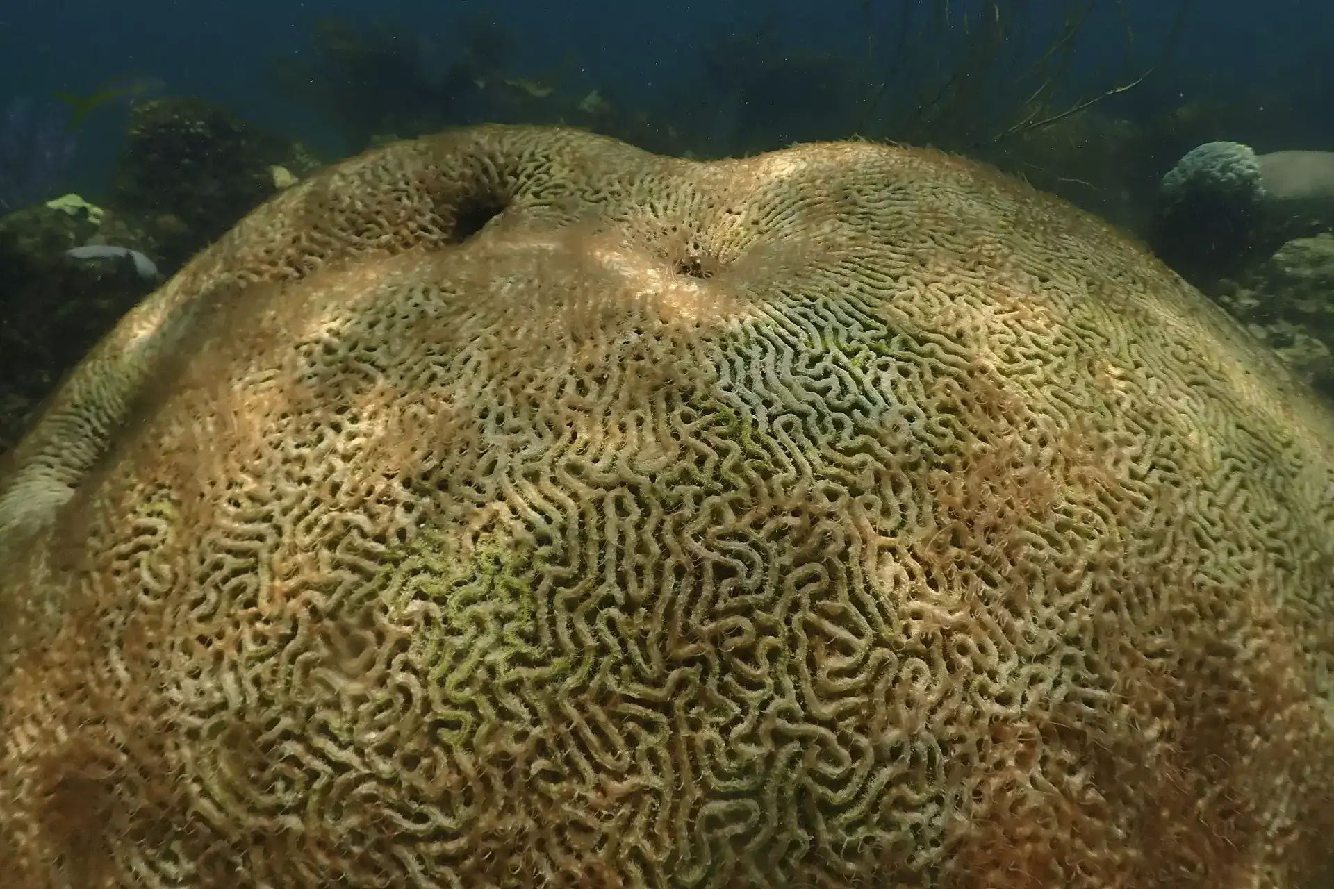 Florida Ocean: Hottest seawater ever measured, water temperature on the ...