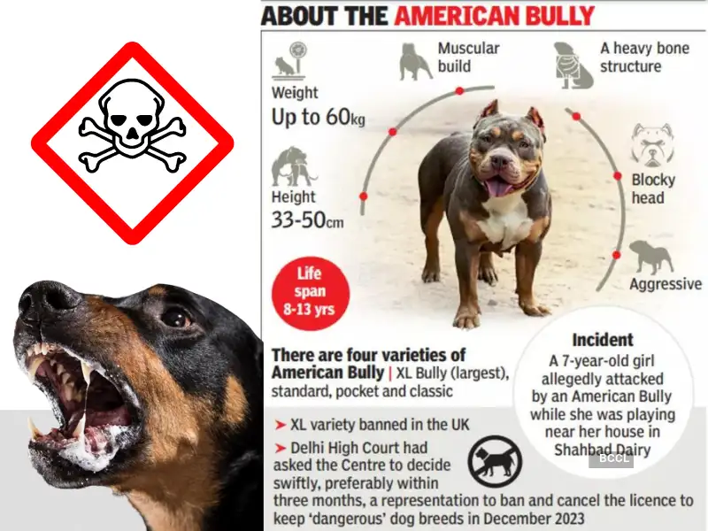 american bully dog attack: Delhi: 7-year-old 'severely injured' after ...