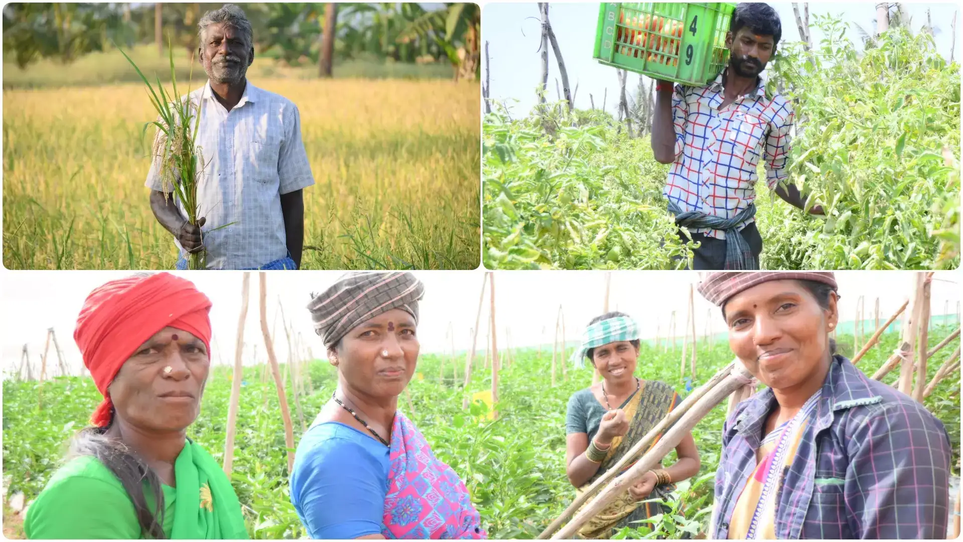 A cohesive ecosystem to support innovations for small and marginal ...