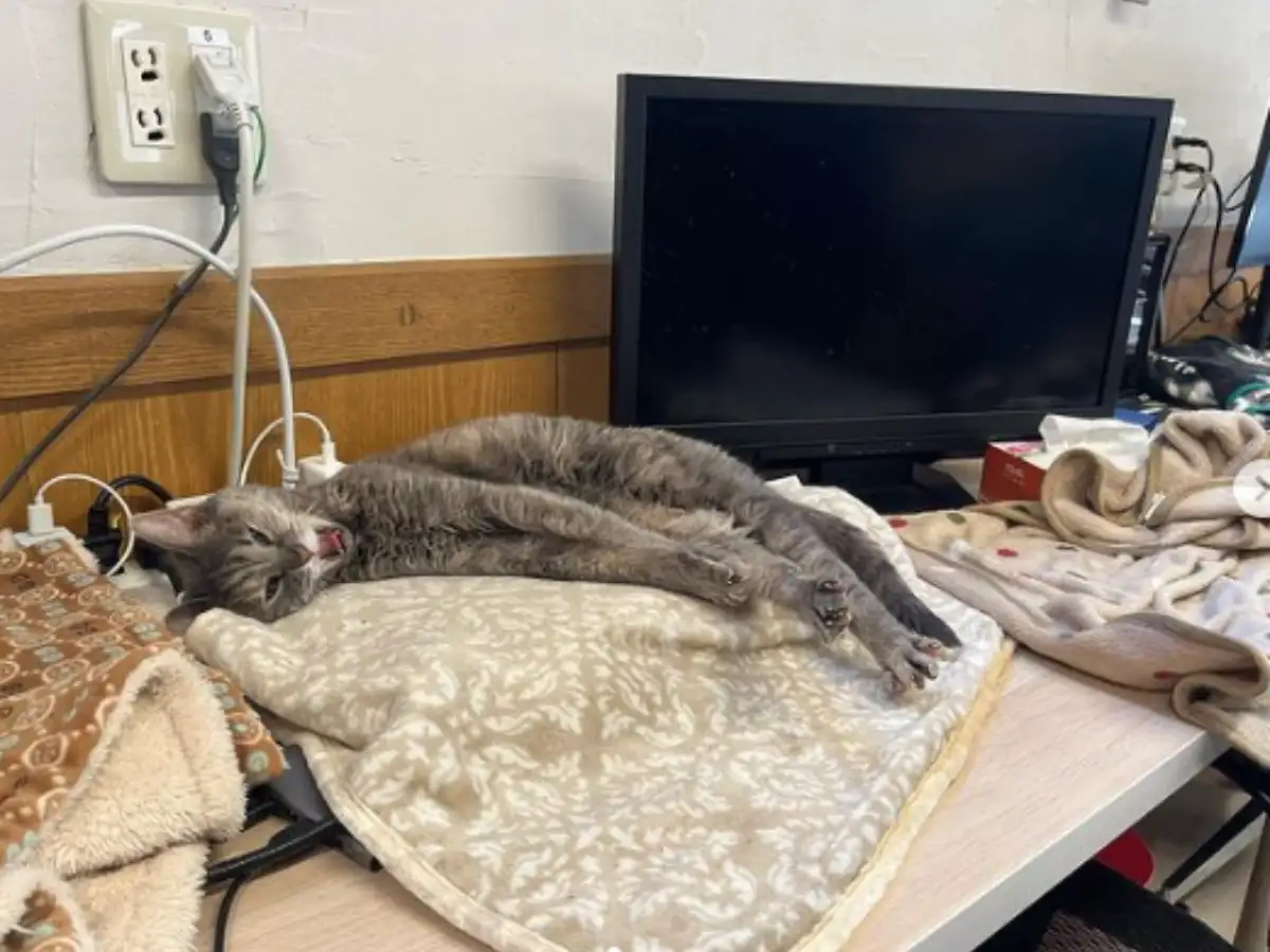 Cat lover? You can hang out with these 11 cats at this IT company's ...