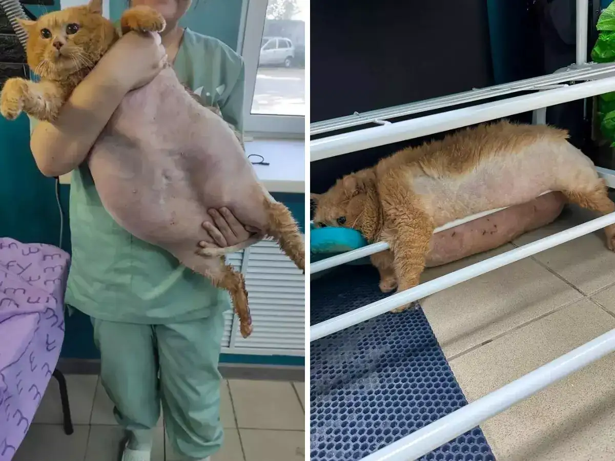 World’s fattest cat Crumbs gets admitted to fat loss camp, succumbs to ...