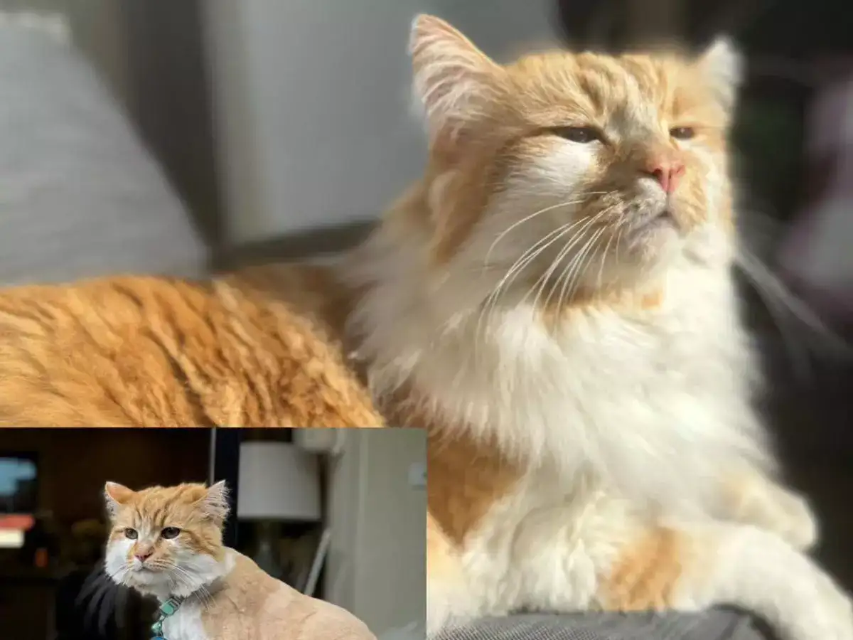 Meet Wasim Akram's cat Leo that just got a Rs 2 lakh haircut. Cricket ...