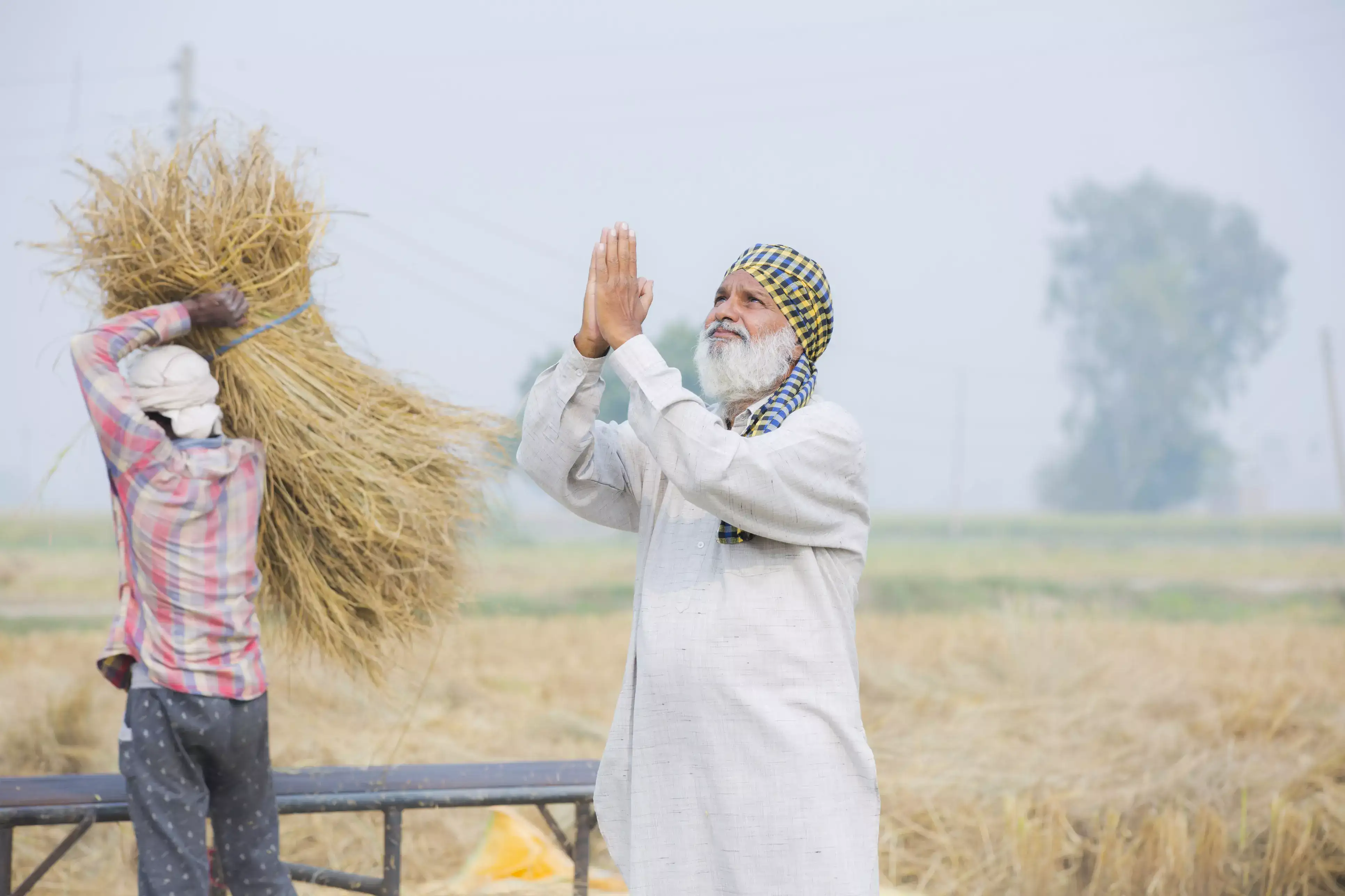 Crop burning: Inside Punjab’s broken paddy supply chain fuelled by ...