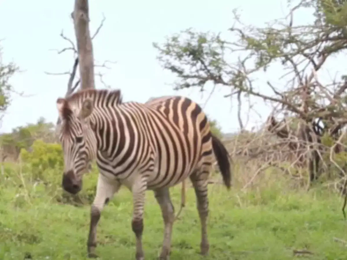 In South Africa’s National Park zebra mare fights to protect newborn ...