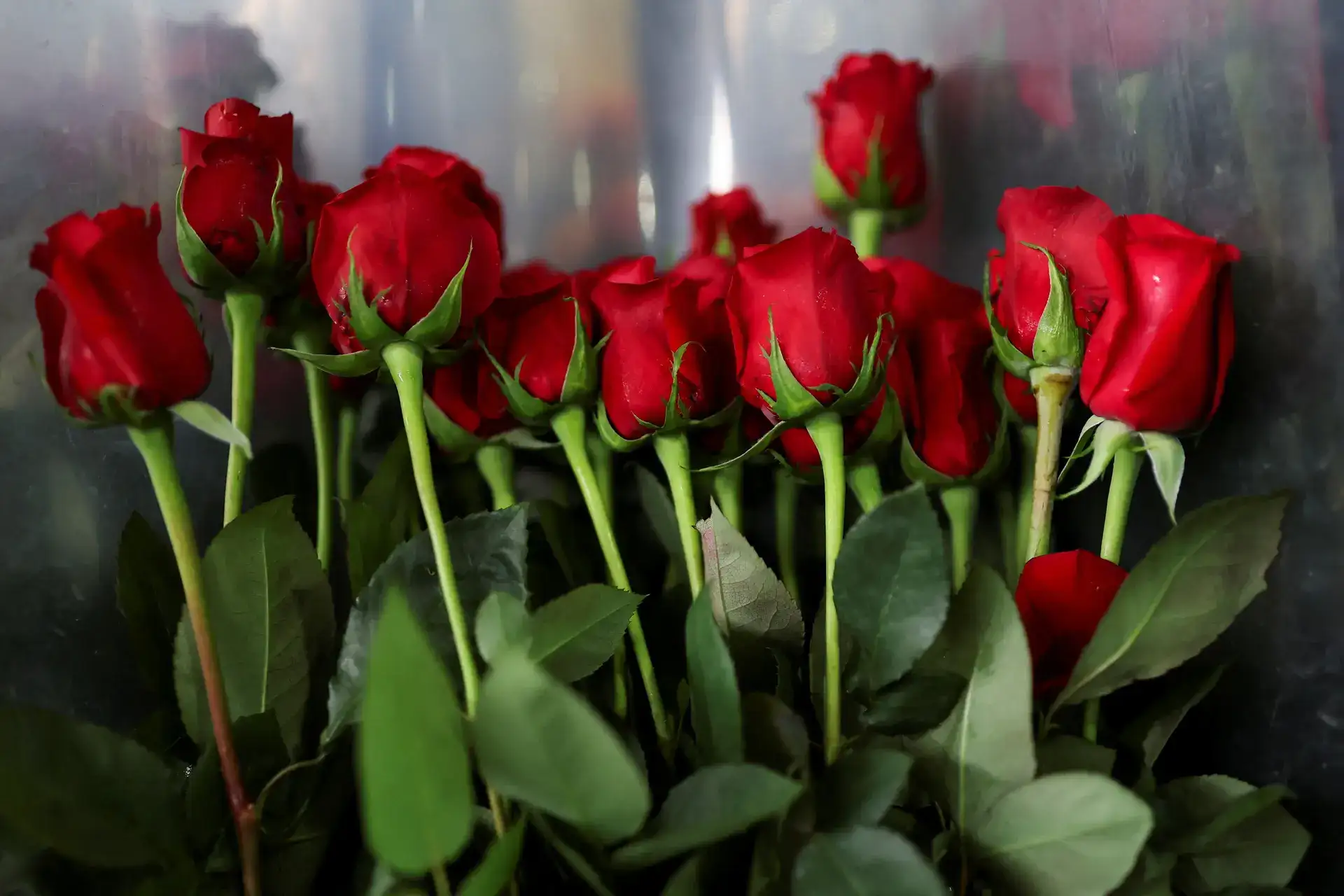 Happy Rose Day images: Wishes, quotes, and messages you can send to ...