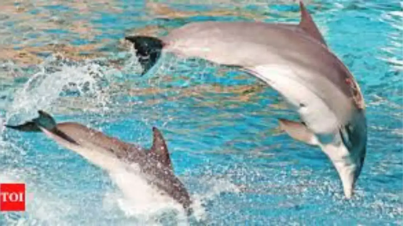 Can a dolphin fall in love with a human? NASA’s scandalous 1960s ...