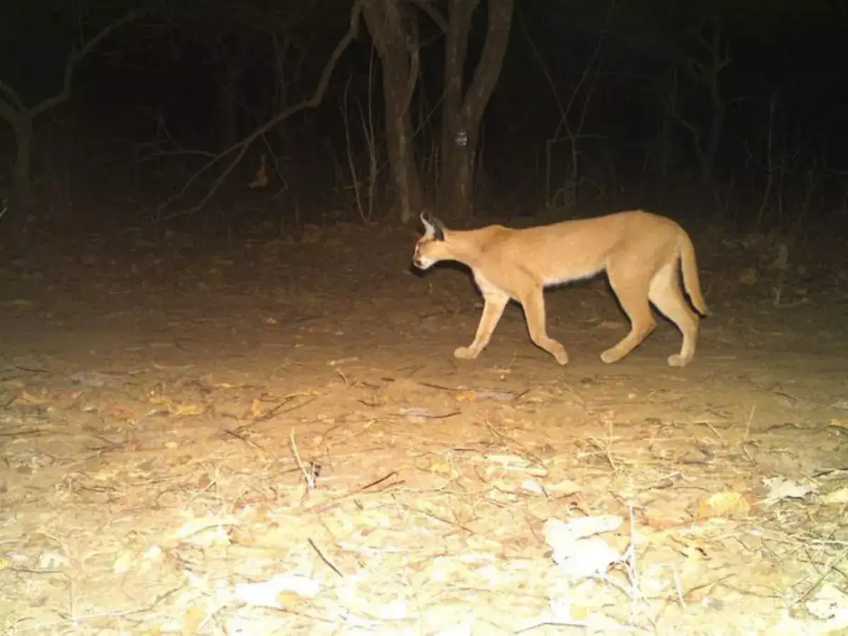 Rajasthan forest department shares first-ever photo of India's rarest ...