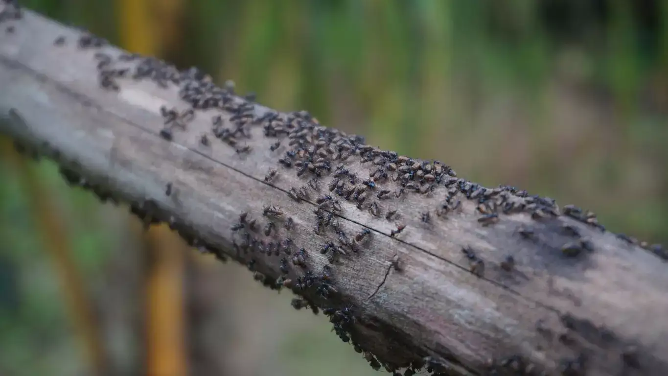 Fire Ant invasion sends 23 to hospital in Australia. Why their bite is ...