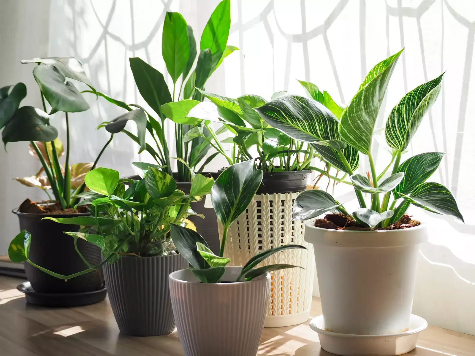 Are you an indoor plant parent? Here’s what science says about your ...