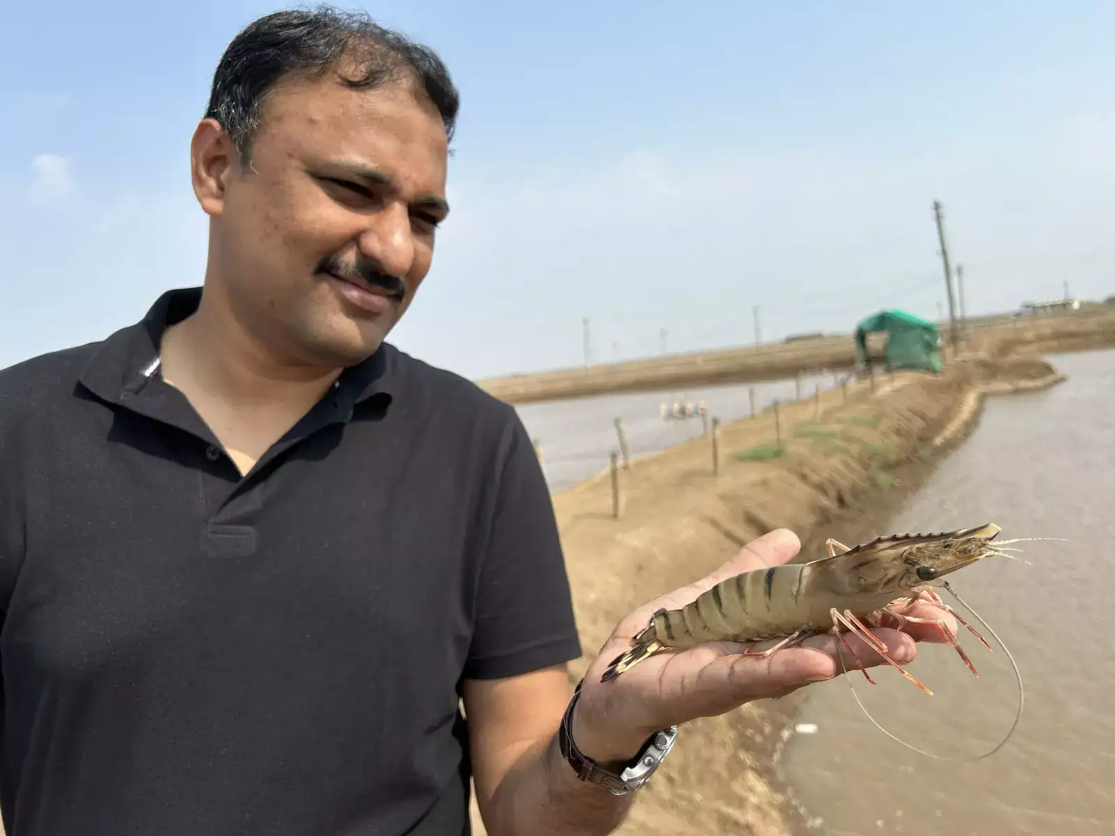 In troubled waters: Trump’s tariffs threaten India’s shrimp lifeline ...
