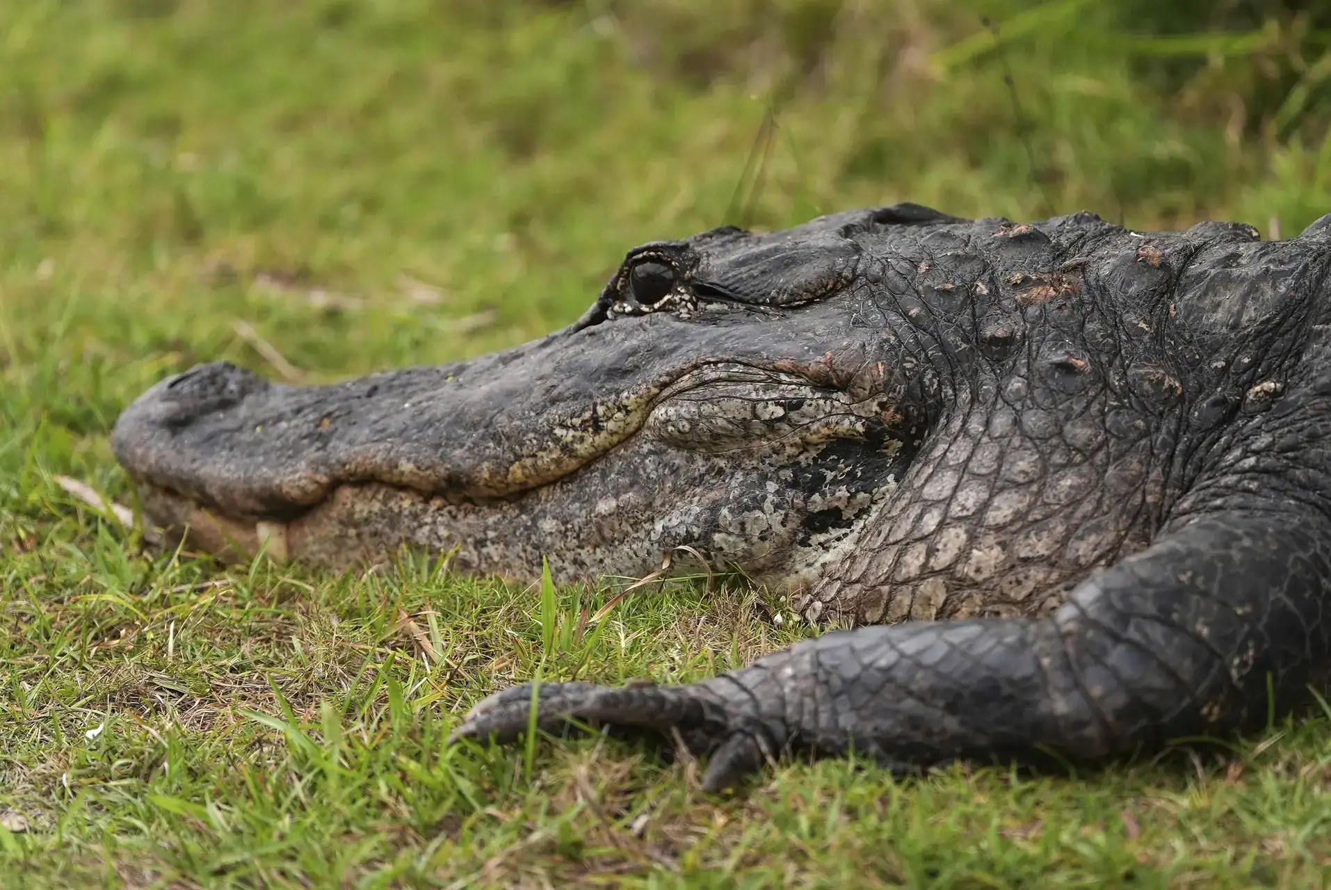 migrants detention center: What is Alligator Alcatraz and what is its ...