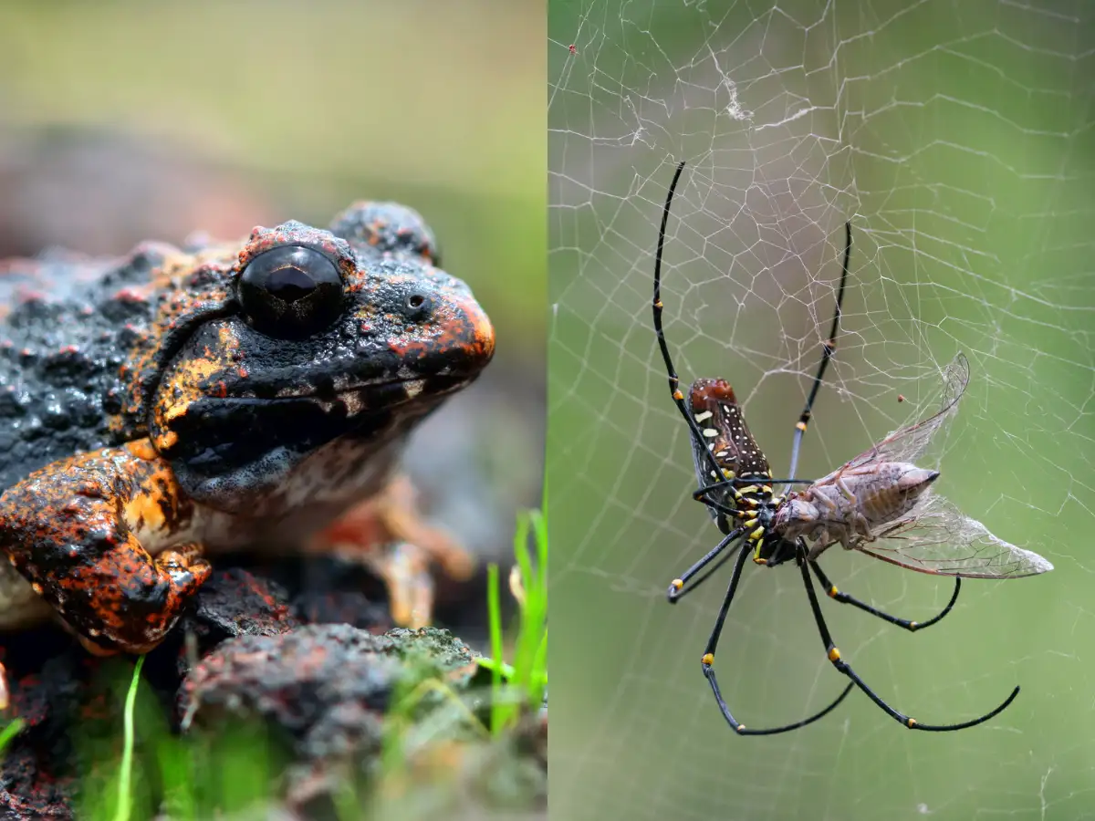 Can your pet do Math? Science says some animals might be quietly ...