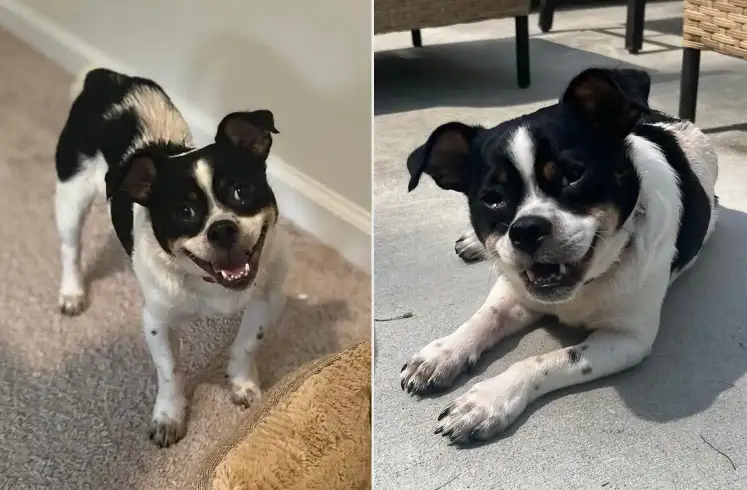 Rescue dog Igor goes viral after brutally honest adoption post calls ...