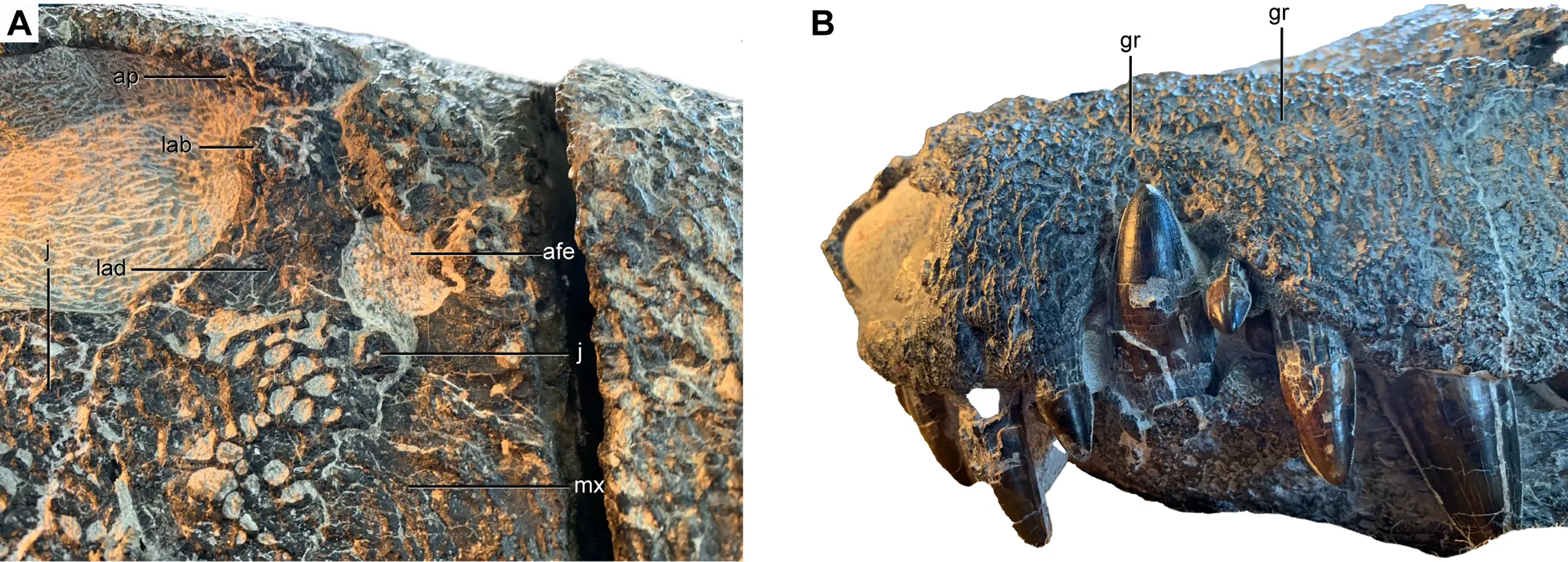 Prehistoric crocodile that hunted dinosaurs on land discovered in ...